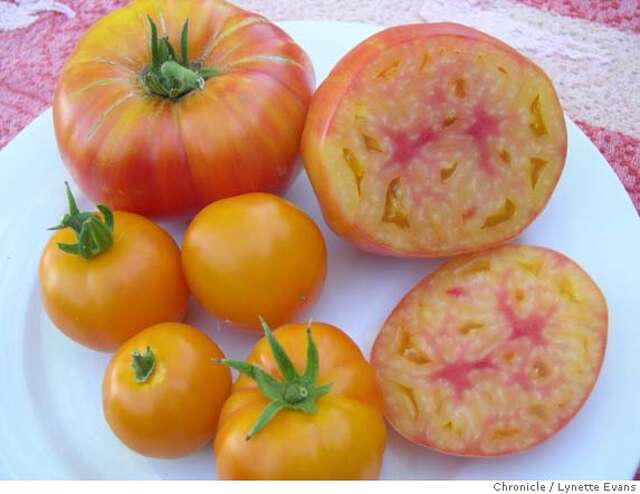 Master gardeners' tomato picks for the coast