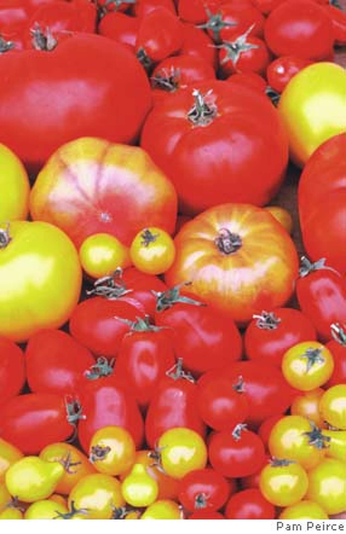 Master gardeners' tomato picks for the coast