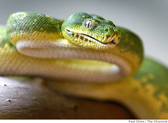 Reptile wrangler lives to save beloved snakes