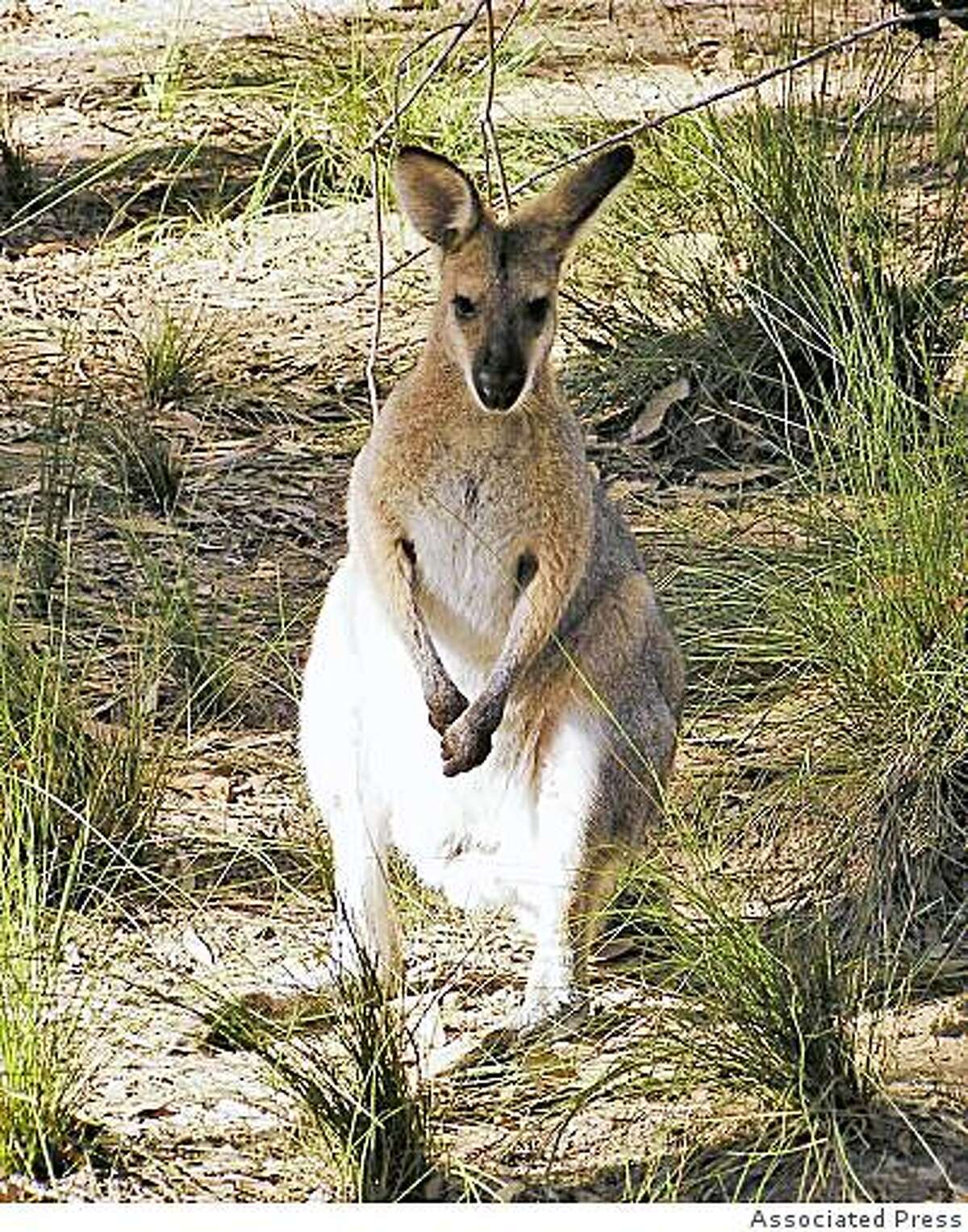 Poppy crops make wallabies wobbly