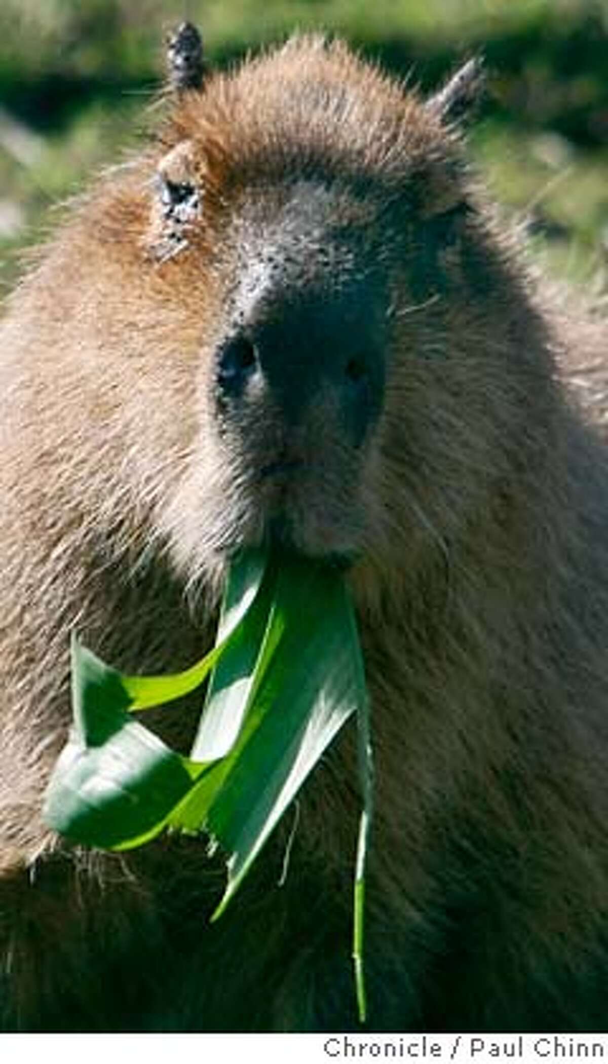 In Rat's Year, S.F. winning rodent battle