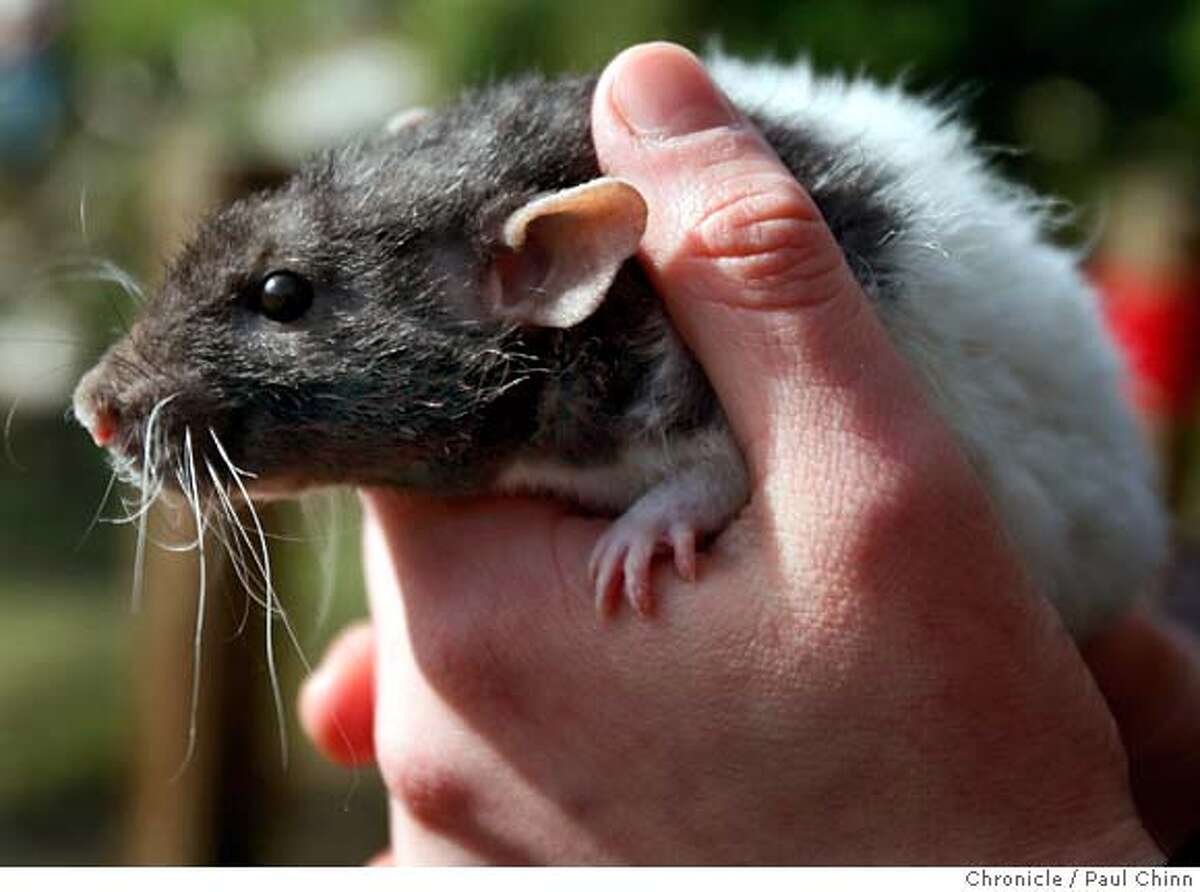 In Rat's Year, S.F. winning rodent battle