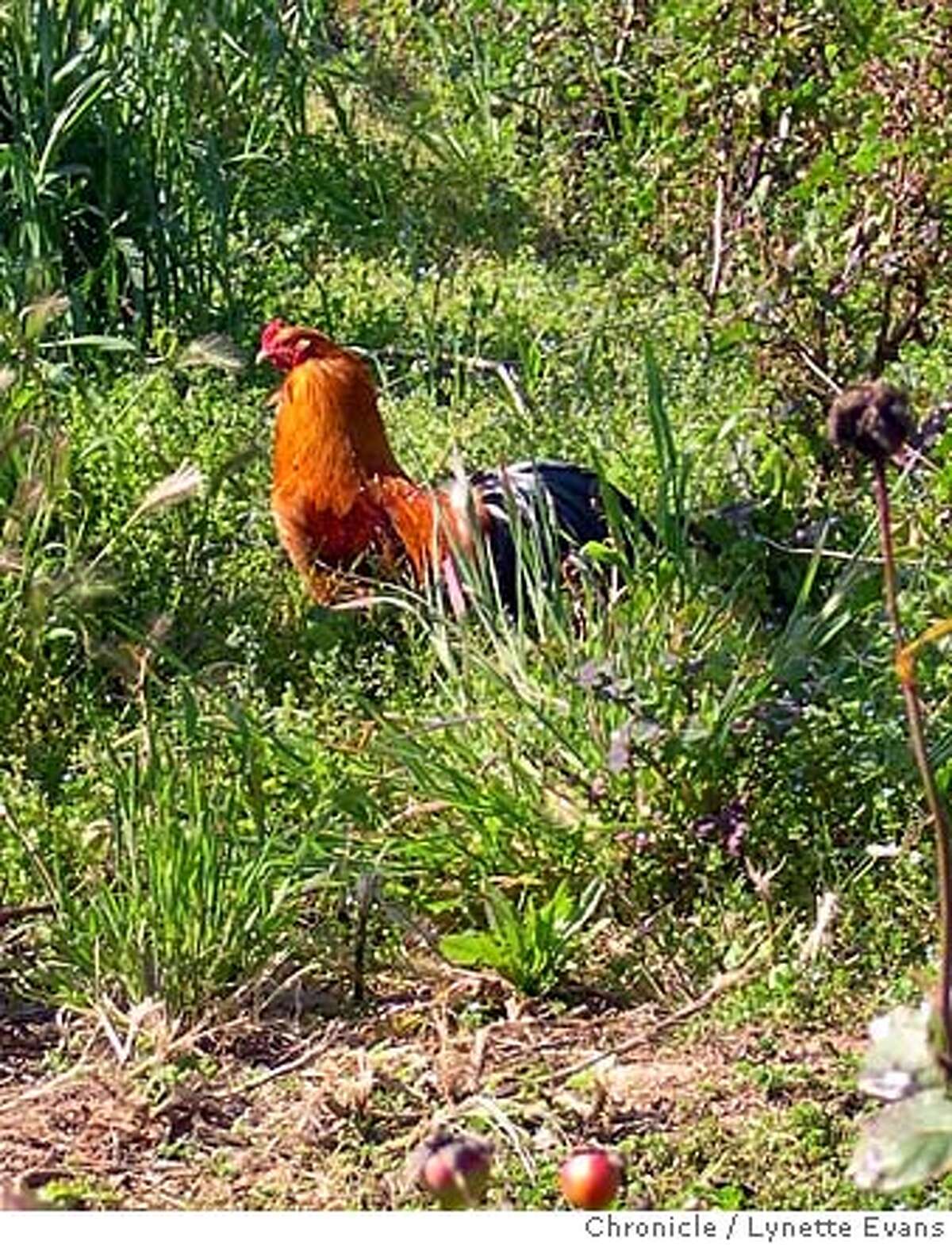 When Henry the chicken came home to roost