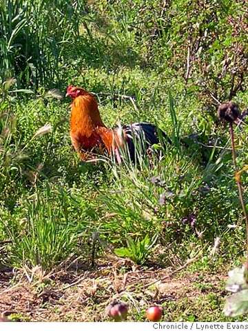 When Henry the chicken came home to roost