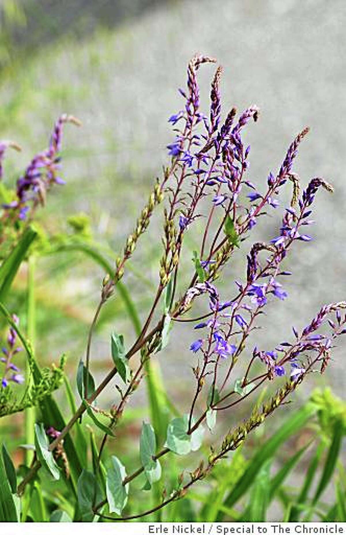 Digger's speedwell works in variety of settings