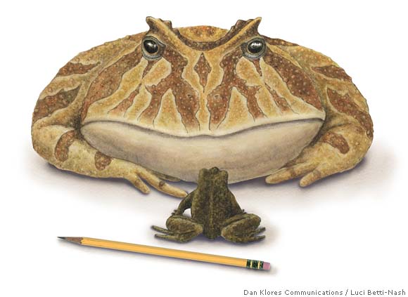'Devil Toad' hopped with dinosaurs