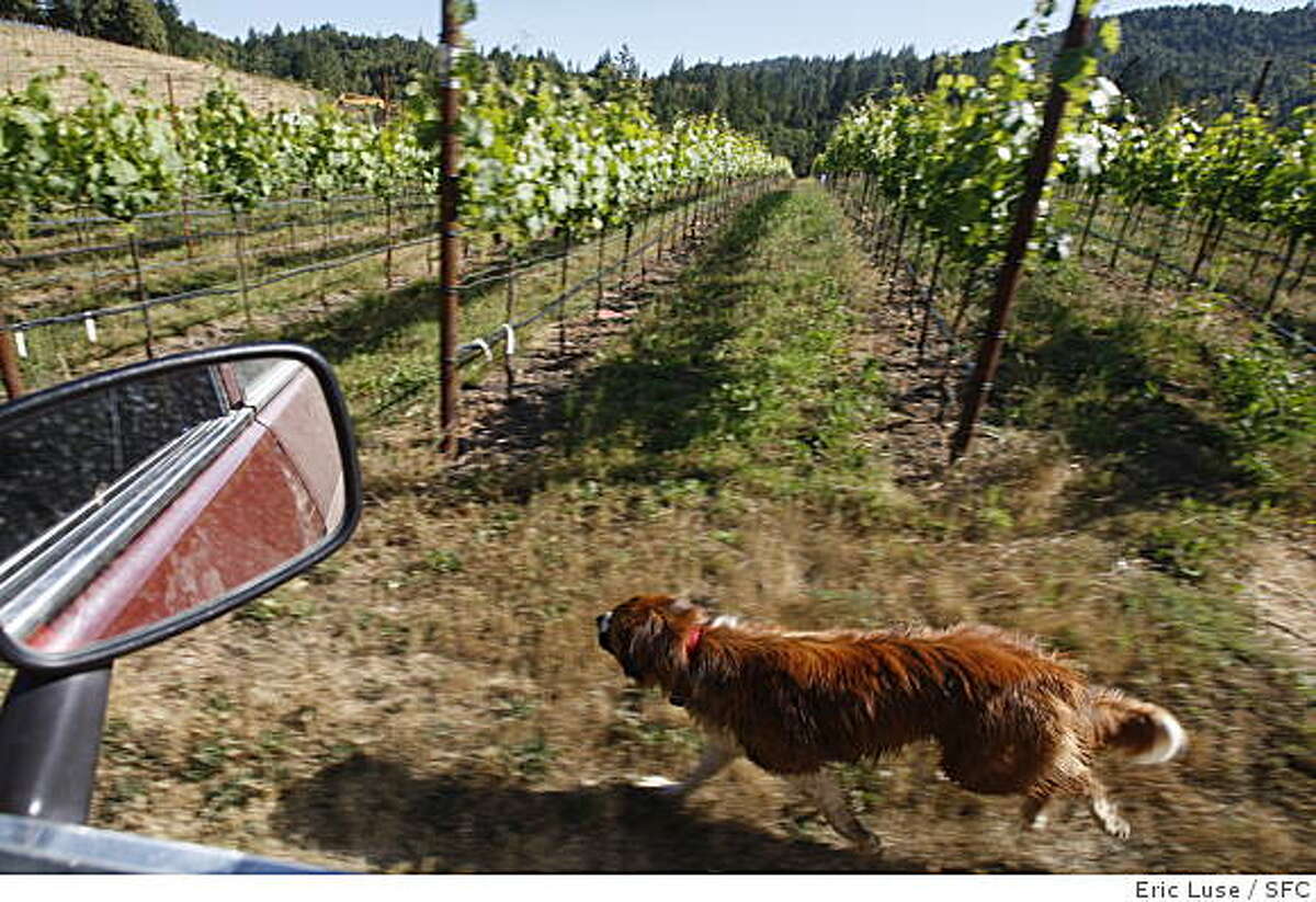 California's best lesser-known vineyards