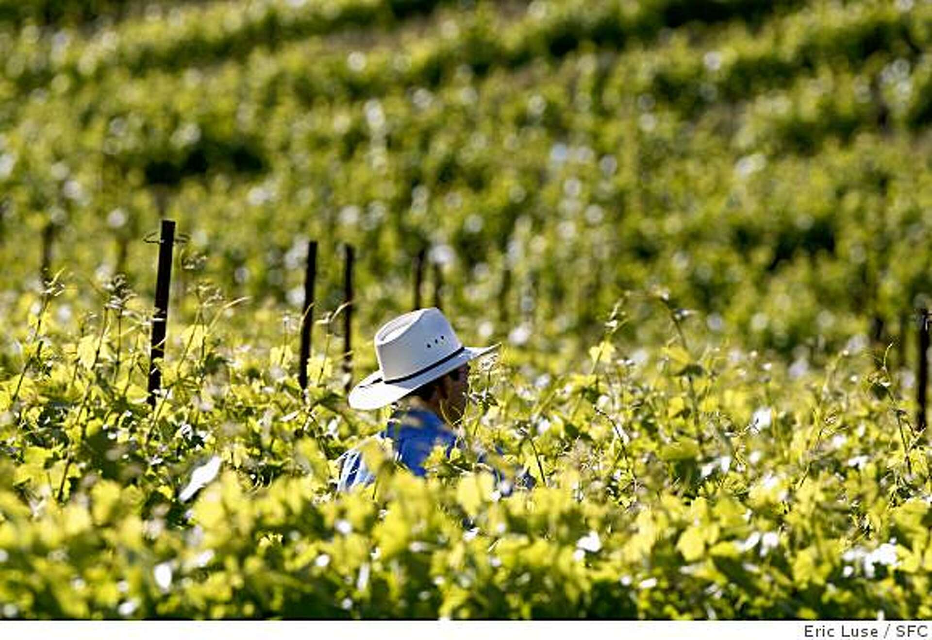 California's best lesser-known vineyards