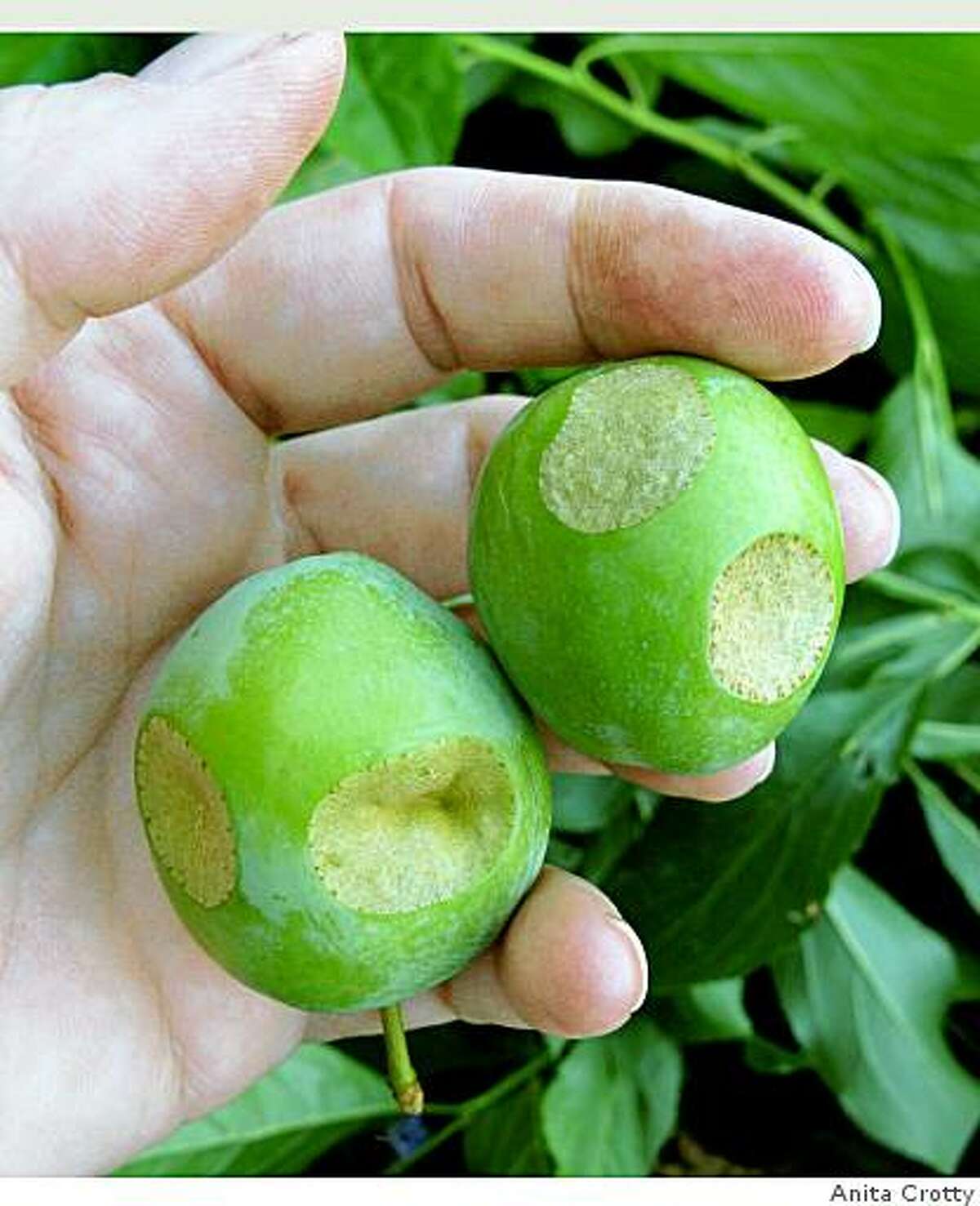 Mystery plum scar source revealed