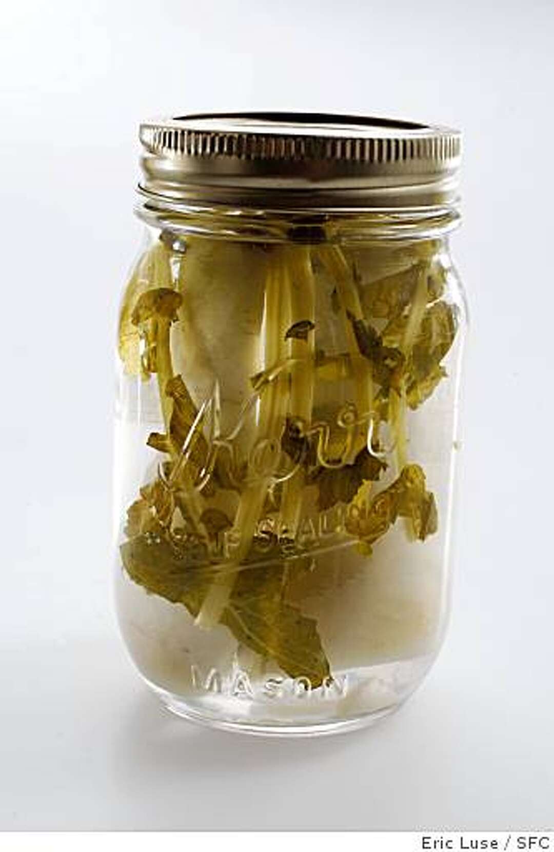 Cultivating their fascination with fermentation