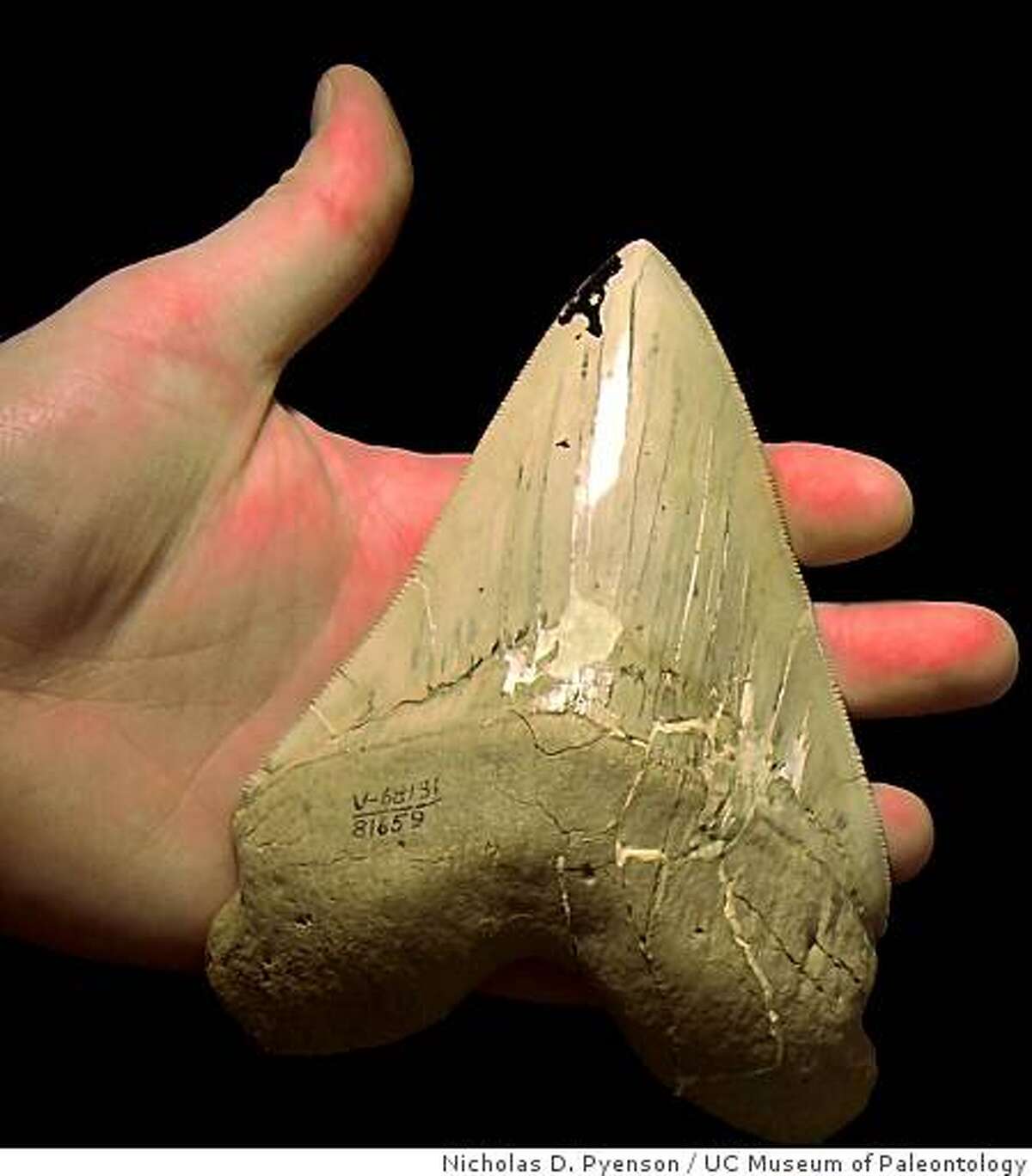 Ancient sea life thrived in Central Valley