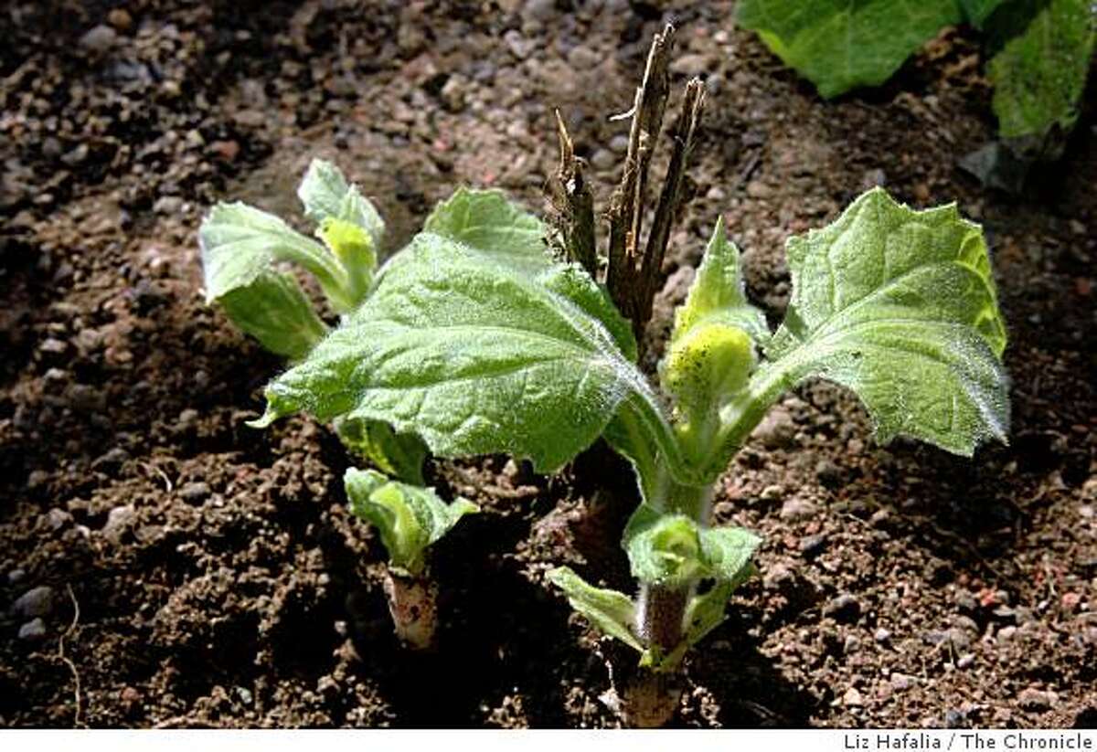 Garden guilds: Plants that grow in harmony