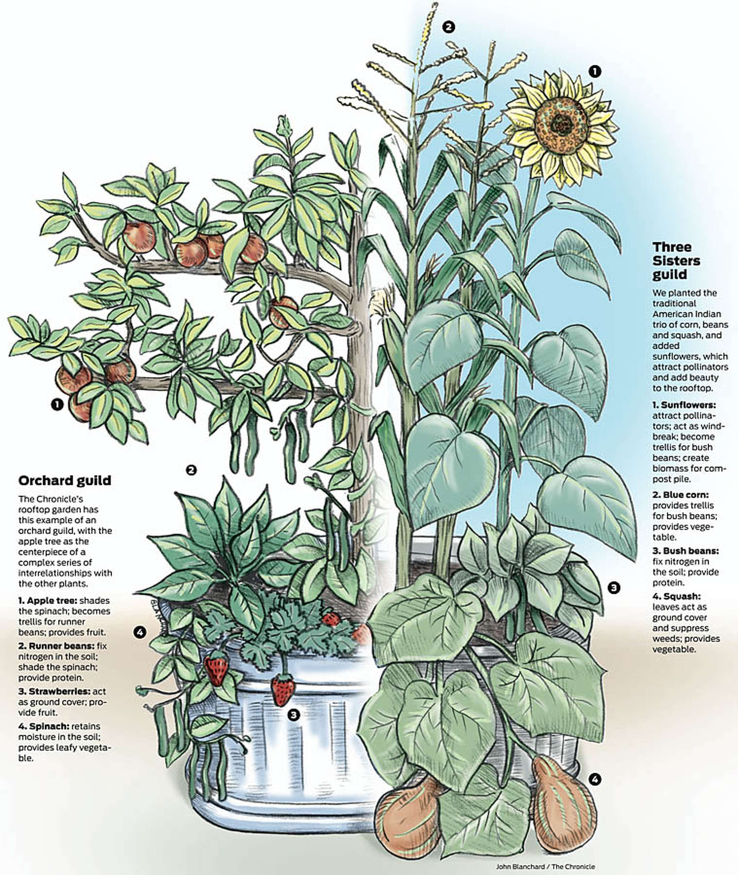 Garden guilds: Plants that grow in harmony