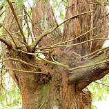 Candelabra Tree is hiding in plain sight - SFGate