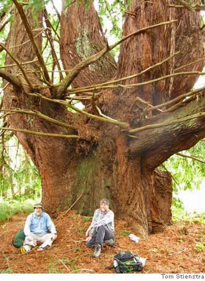 Candelabra Tree is hiding in plain sight - SFGate