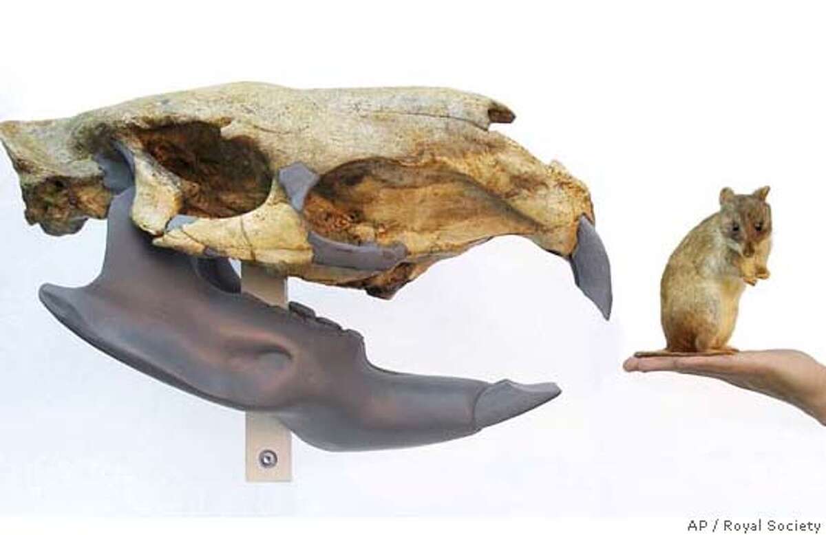 Holy mouse traps - a rodent big as a bull and weighing a ton