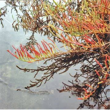 Native pickleweed offers a taste of the wild