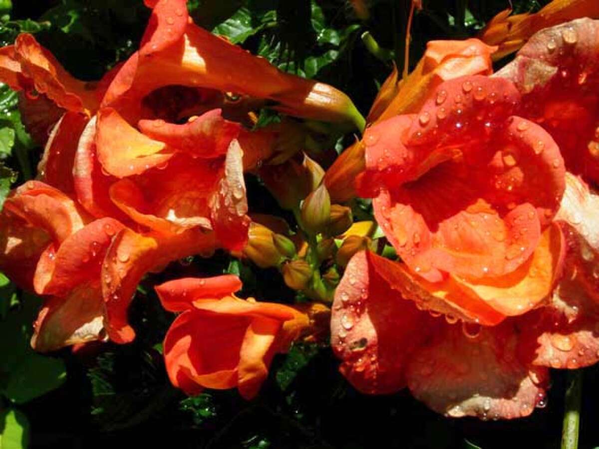 Trumpet creeper: Sturdy vine covers walls