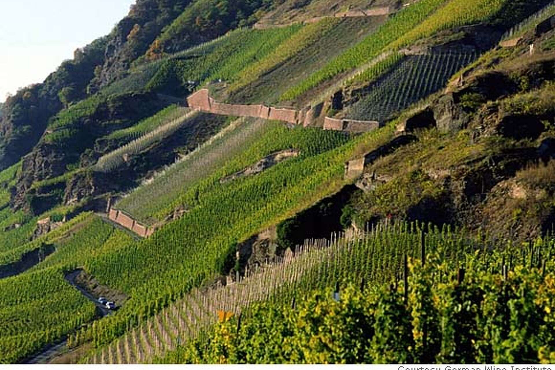 Riesling gains popularity, fills up the world's wineglass