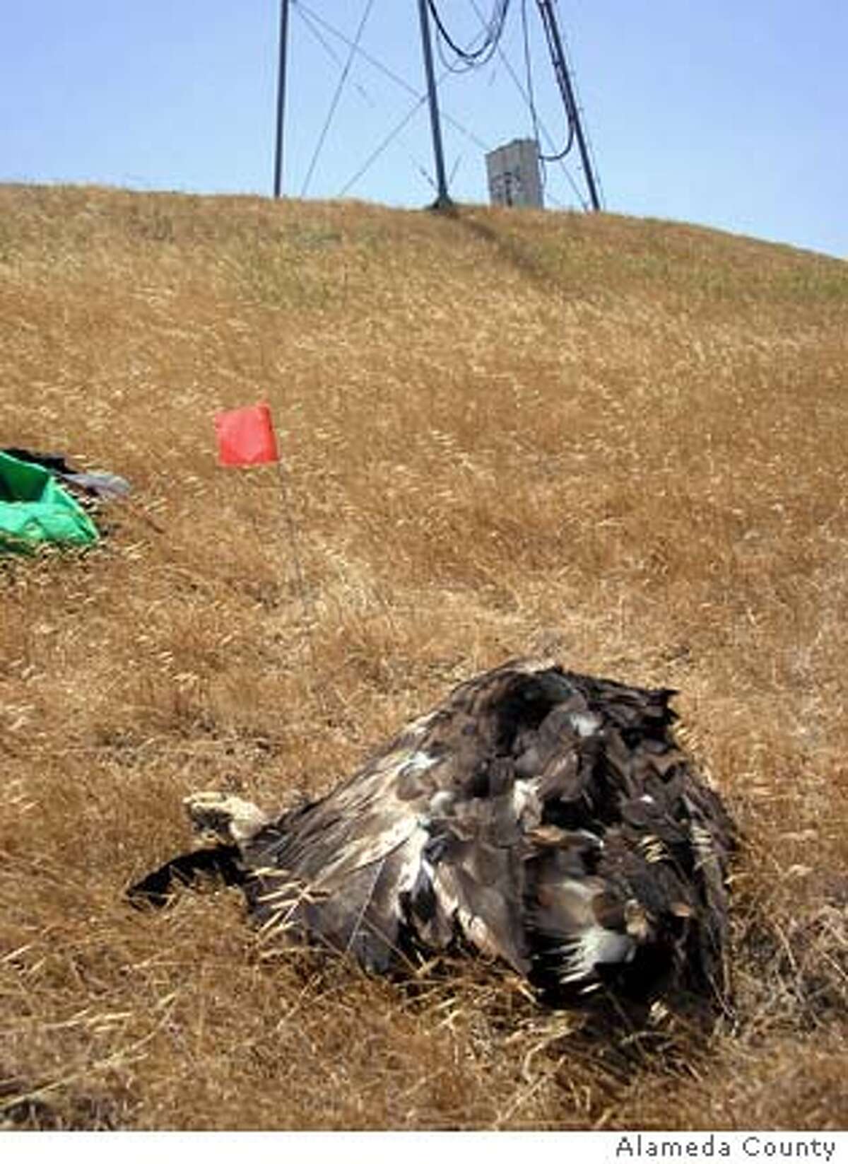 THE DEADLY TOLL OF WIND POWER