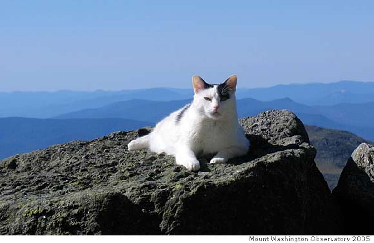 Observatory's mascot cat retires