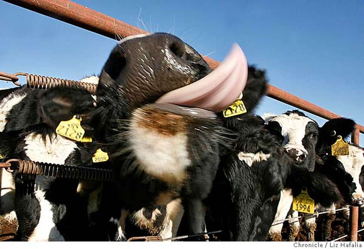 Cattle rustling on the rise in California