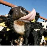 Cattle rustling on the rise in California - SFGate