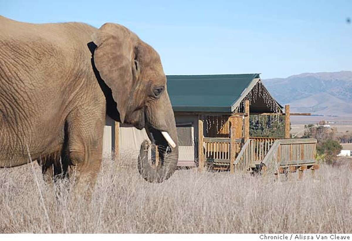 Salinas' Serengeti: Wild Things part B&B, part home to box-office beasts