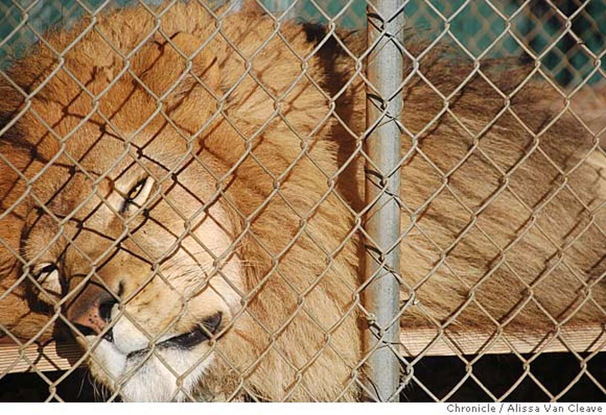 Salinas' Serengeti: Wild Things part B&B, part home to box-office beasts