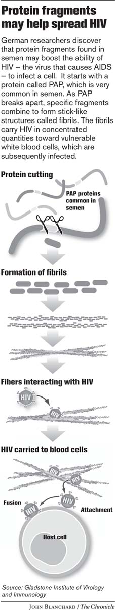 AIDS researchers find protein that greatly boosts HIV infection