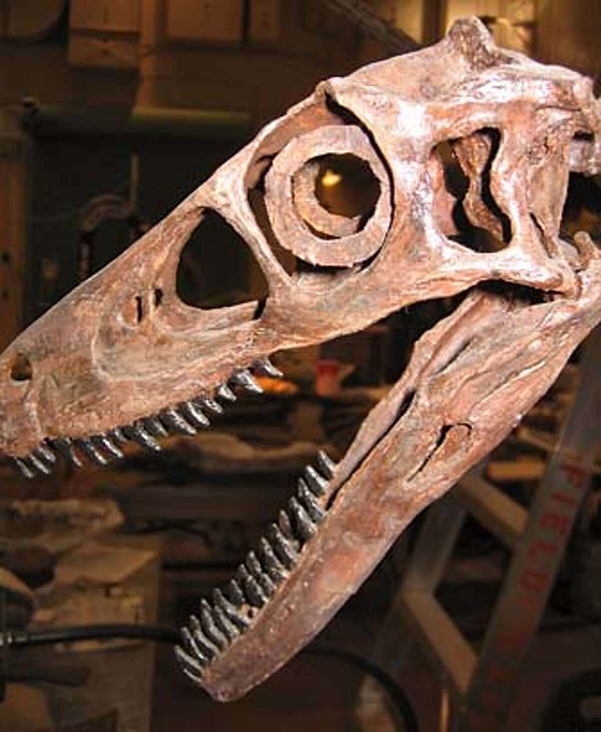 Jurassic perks mdash thrilling clues in dinosaur saga