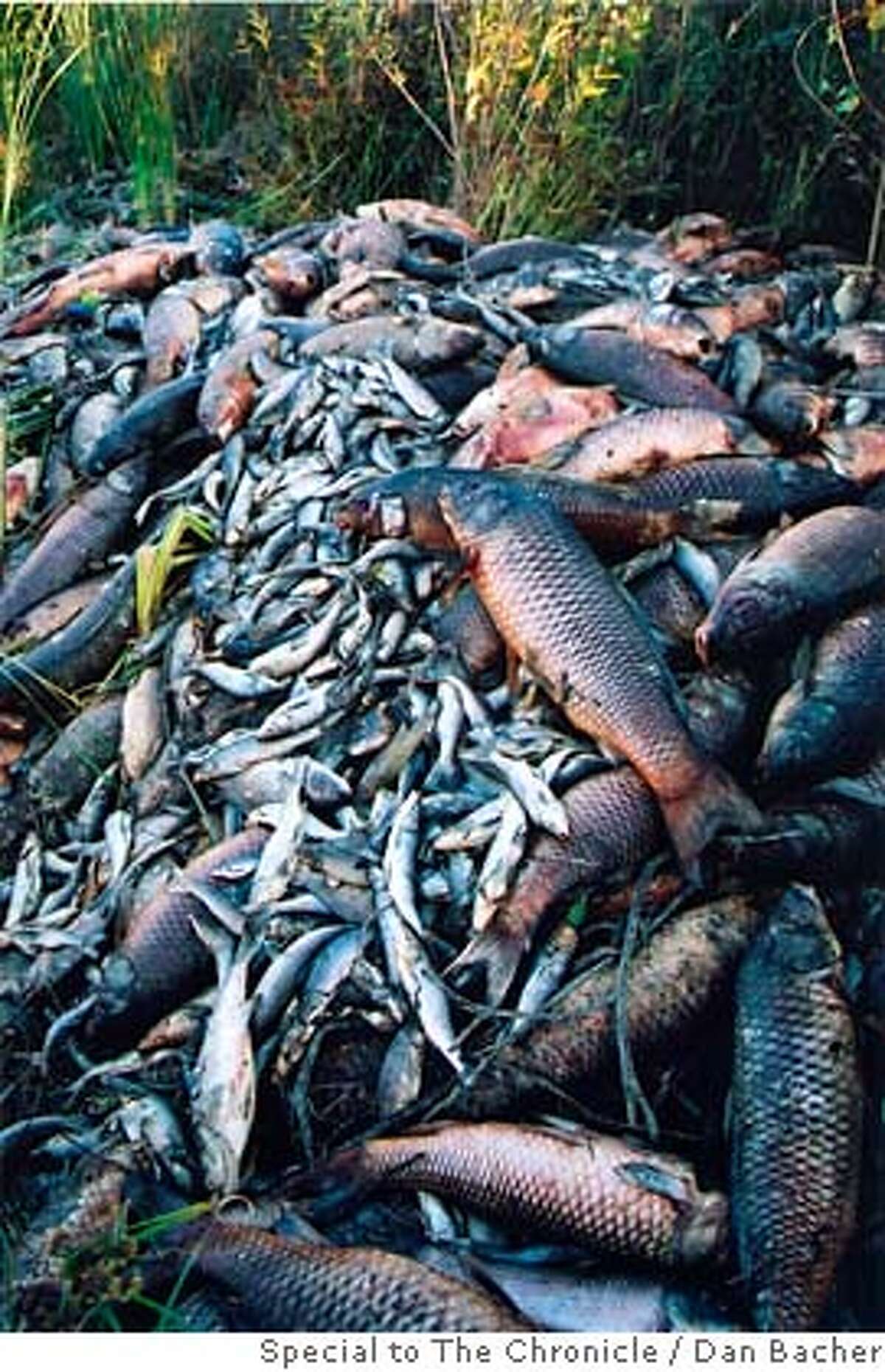 Tom Stienstra/Thousands of fish die, but where's DFG?