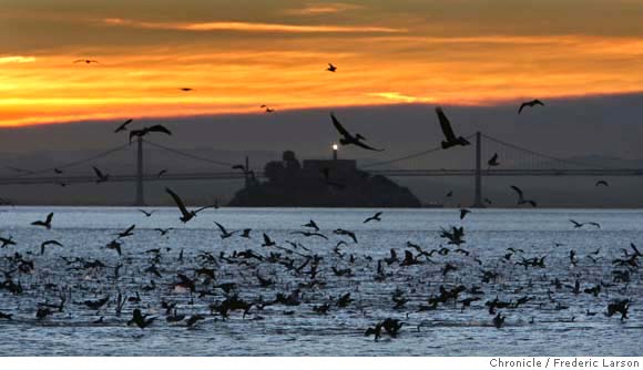 50 Bay Area bird species placed on national watch list