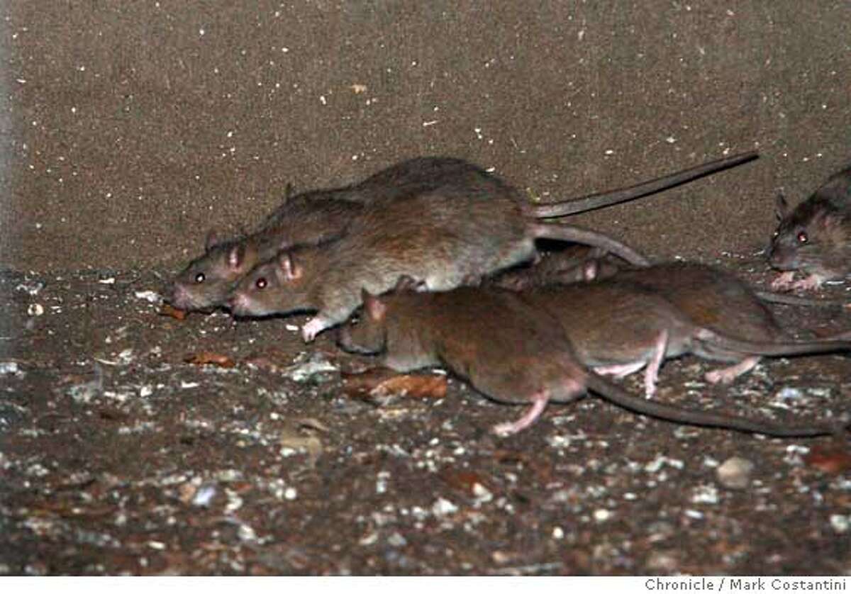 Rat complaints in San Francisco have surged over the past five years