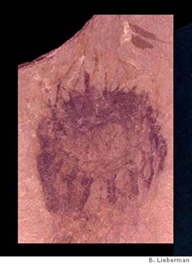 Fossils of jellyfish found in Utah resemble creatures of today - SFGate