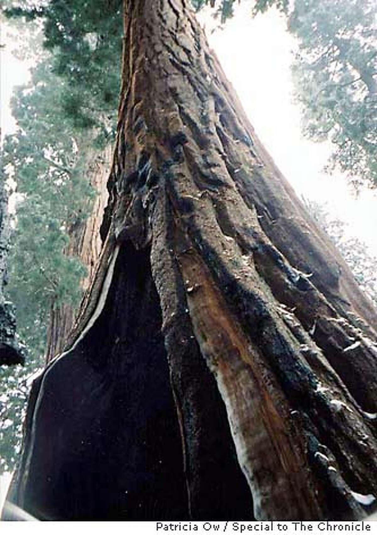 Seeing the Giant Forest for the trees
