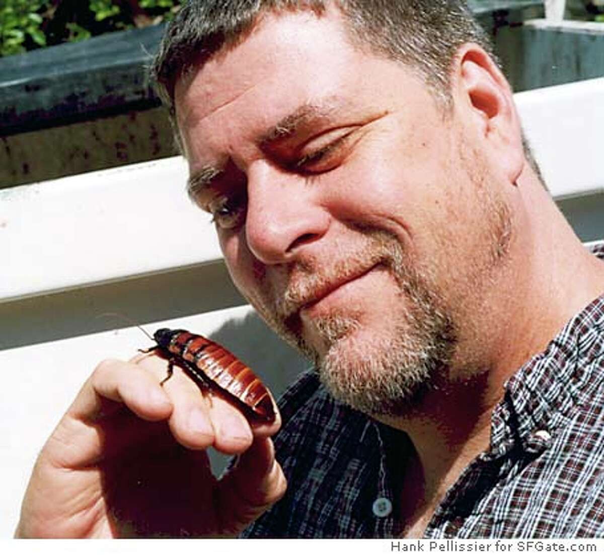 Breeding The Madagascar Hissing Cockroach