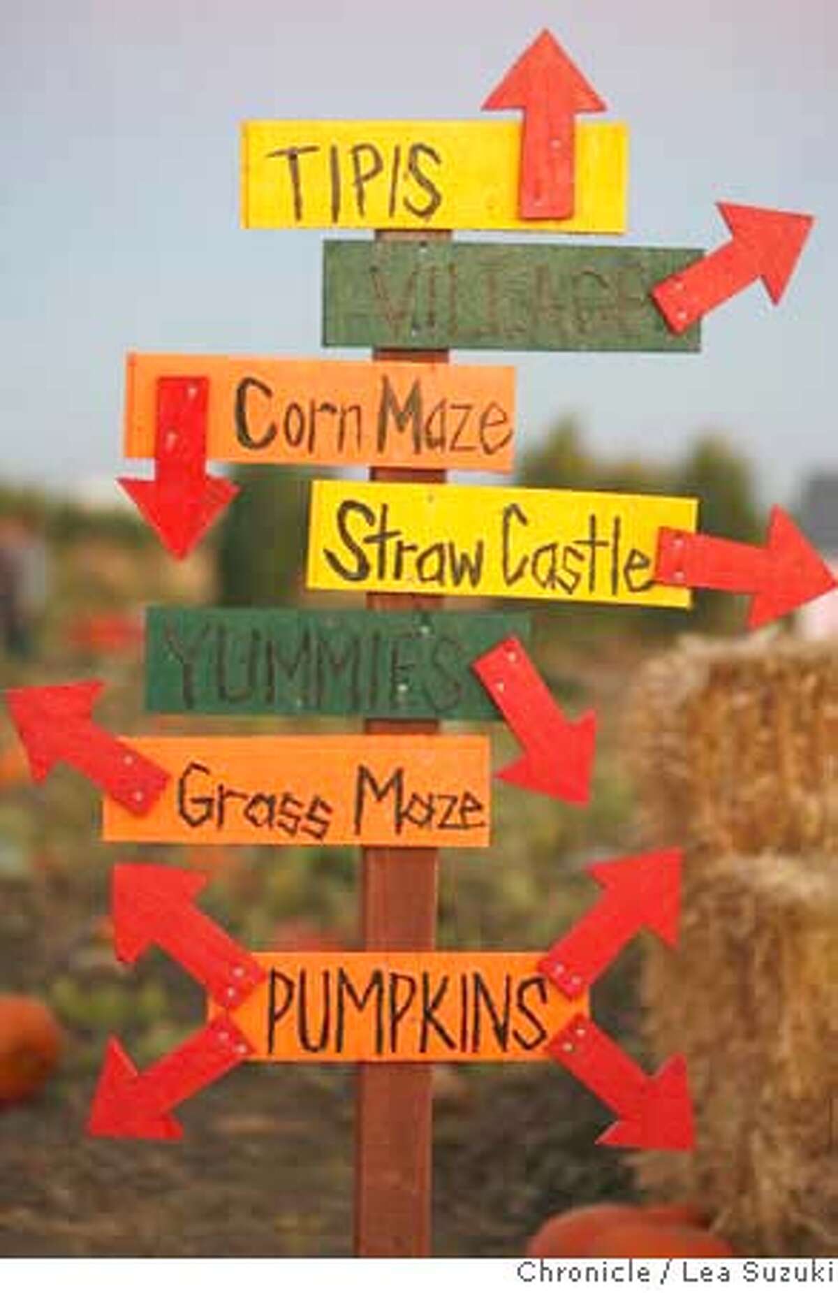 Getting lost in the Dixon corn maze is half the fun