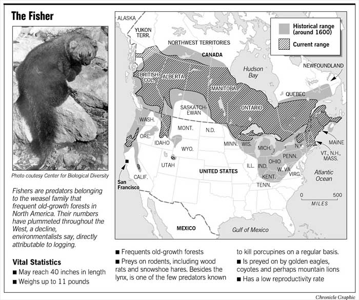 Fisher Proposed as Endangered / Adding weasel-like animal to list could ...