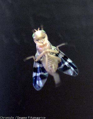 Computer Sensation / Hayward 16-year-old comes to rescue of researchers ...