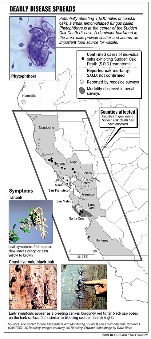 Oak Fungus Has a Killer Relative / Scientists say blight in California ...