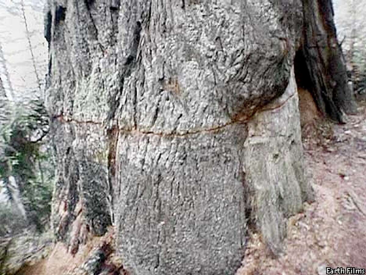 Vandals Slash Giant Redwood / Tree-sitter Julia Butterfly Hill's former ...