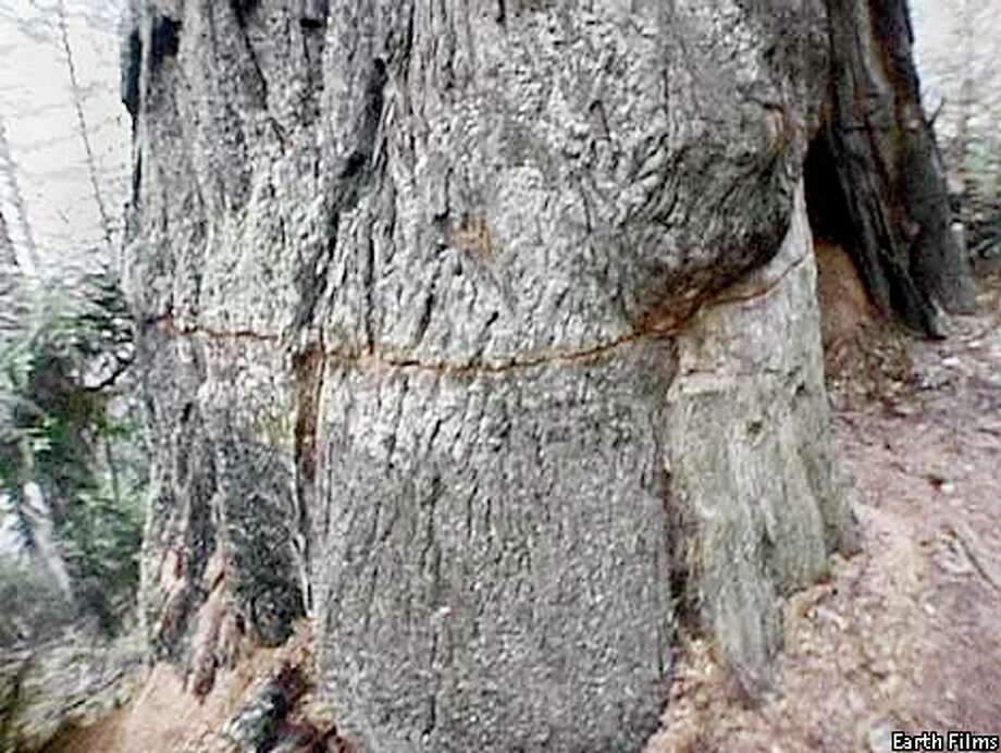 Vandals Slash Giant Redwood / Tree-sitter Julia Butterfly Hill's former ...