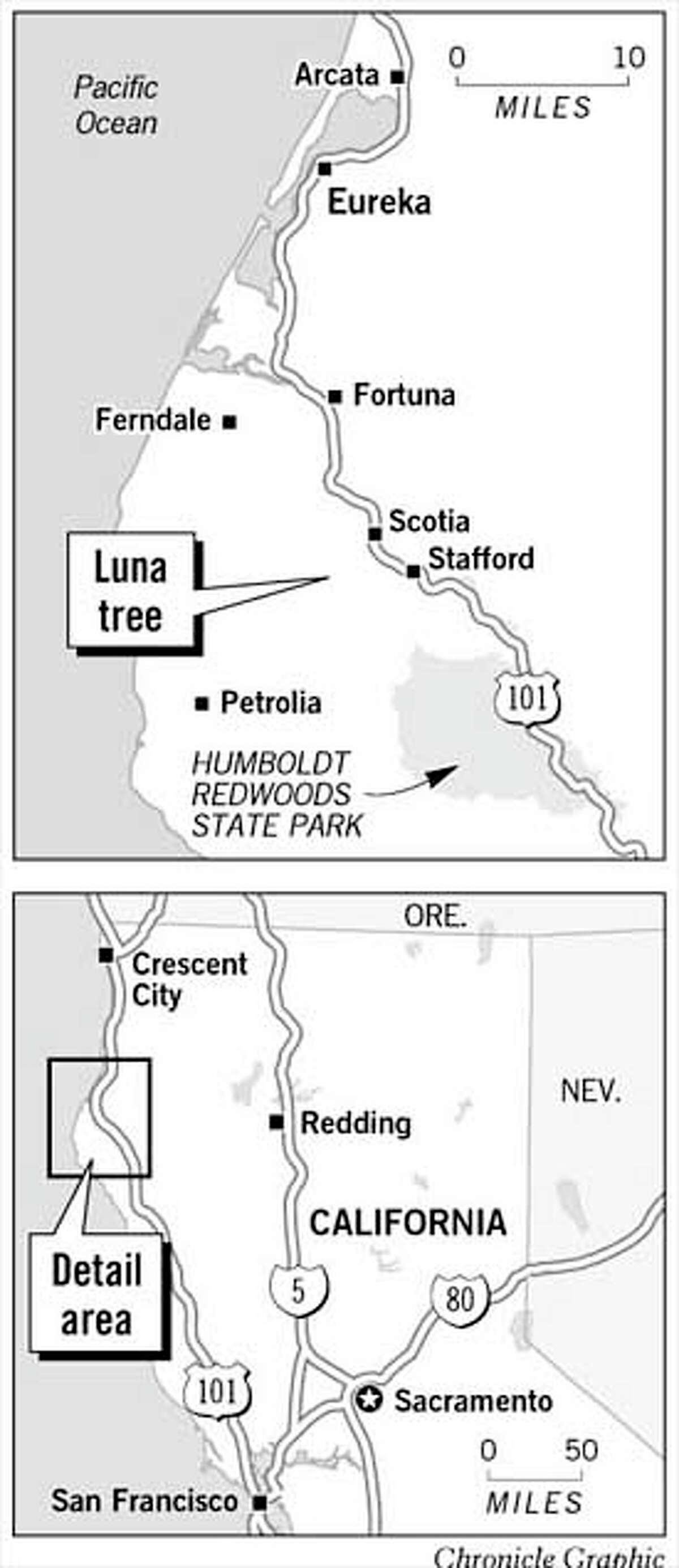 Vandals Slash Giant Redwood / Tree-sitter Julia Butterfly Hill's former ...
