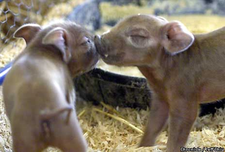 Piglets vs. Pixels: Real Birth Wins at Fair