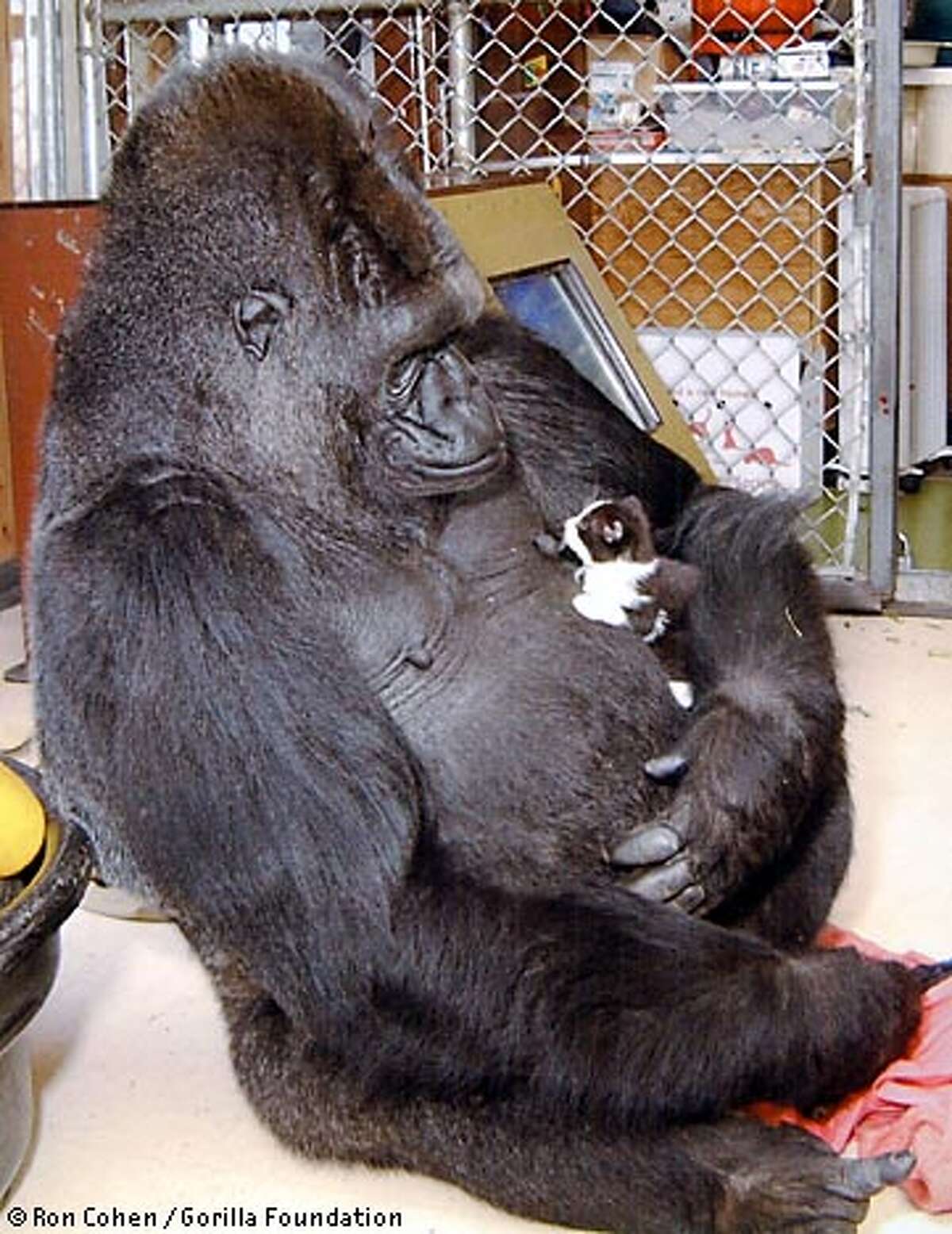 Gloomy Gorilla Happy to Meet Furry New Pal / Kitten helps Koko shake ...