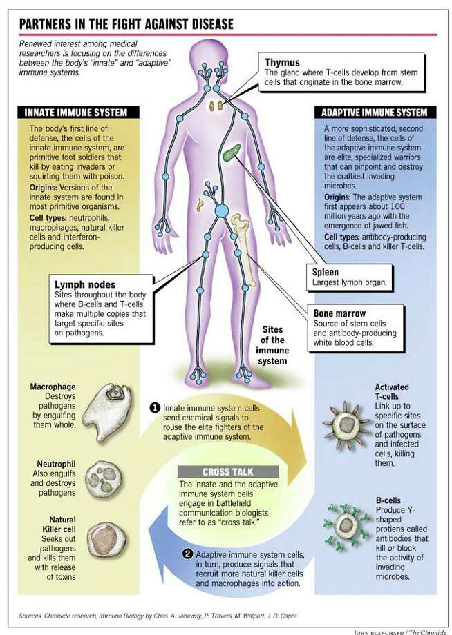An Innate Defense System / Scientists begin to pay attention to the ...