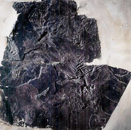 Winning Bidder Plans to Give Rare Fossil to N.Y. Museum