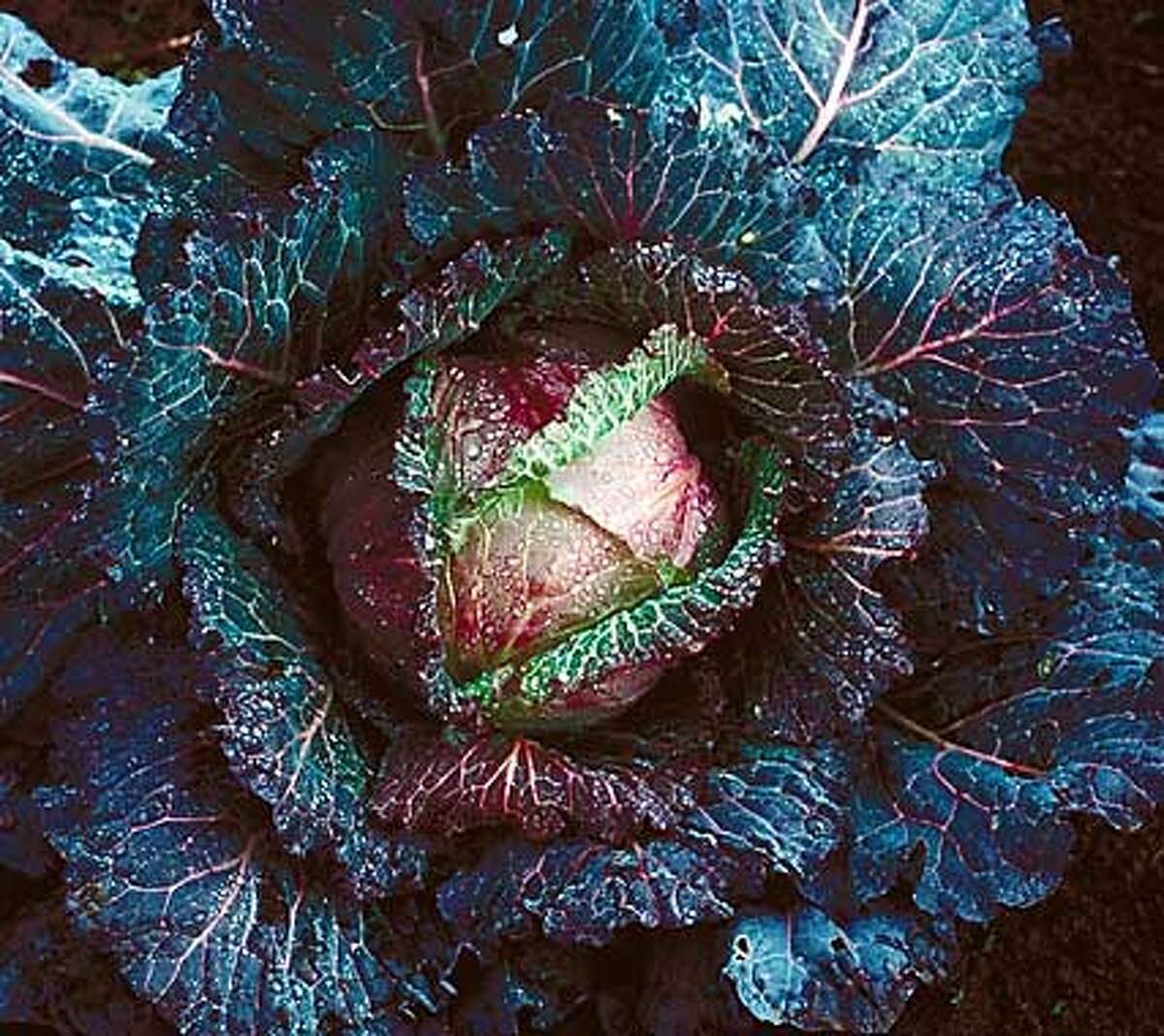 FALL FEAST / New seeds offer exciting harvest in cooler seasons