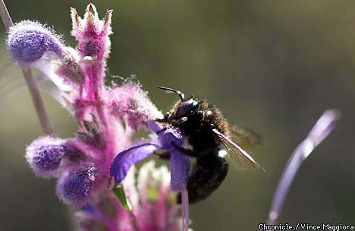 Native Bees Buzz the Pinnacles / National monument home to 410 species ...